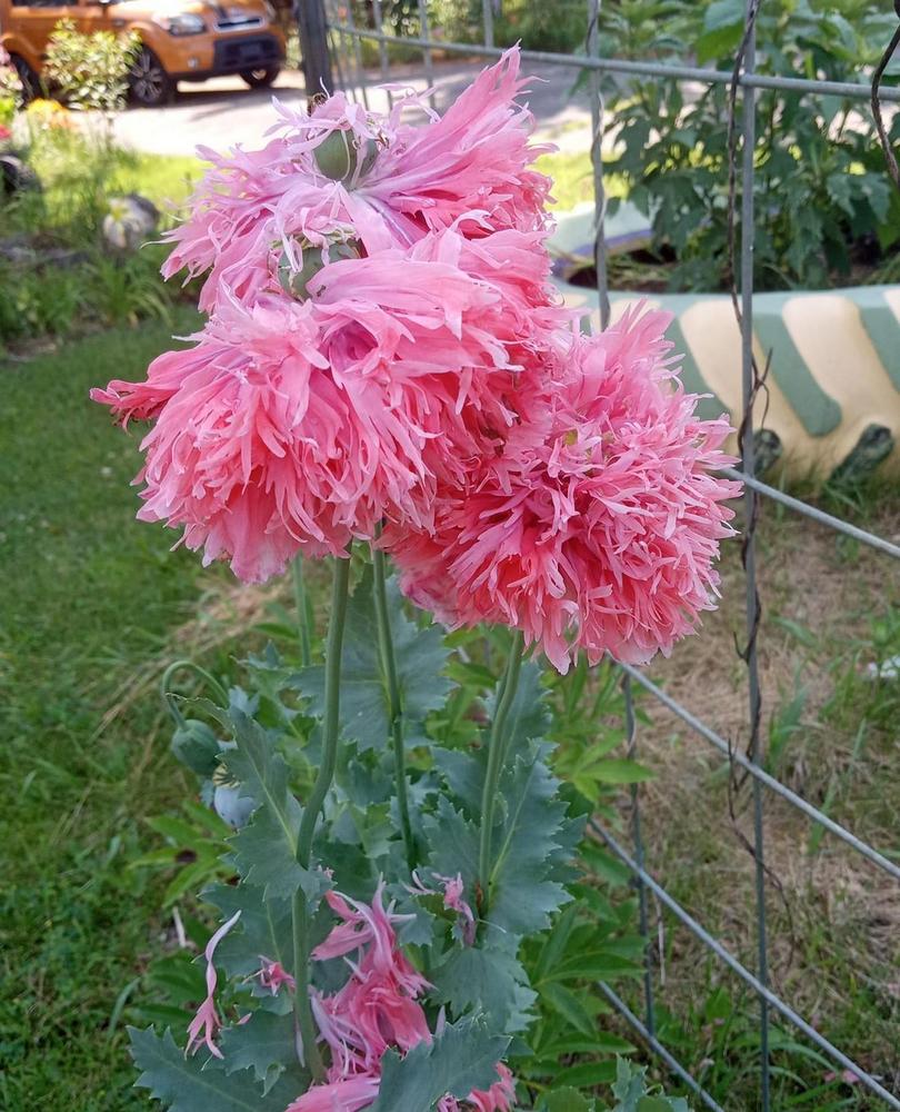 Photo of the bloom of Peony Poppy (Papaver somniferum 'Bombast Rose ...