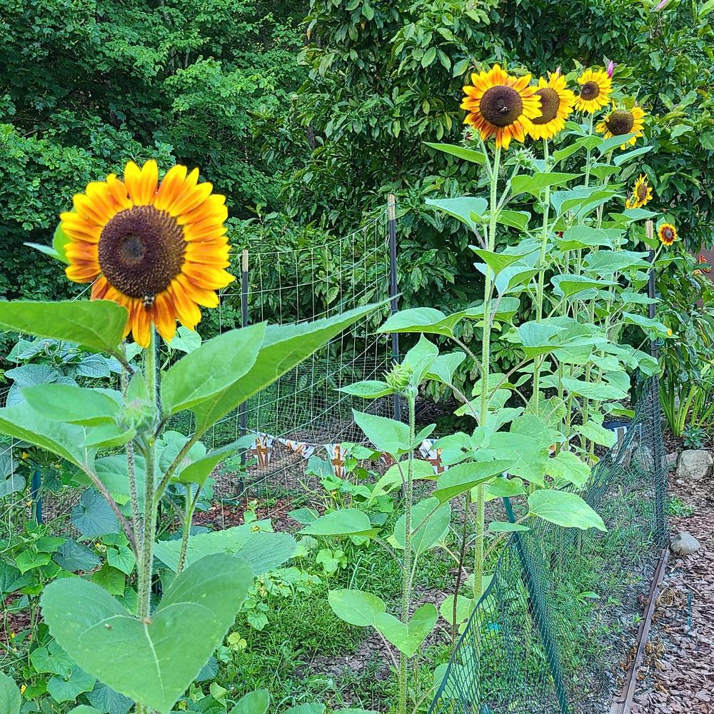 Photo of the entire plant of Sunflower (Helianthus annuus 'Helios Flame ...