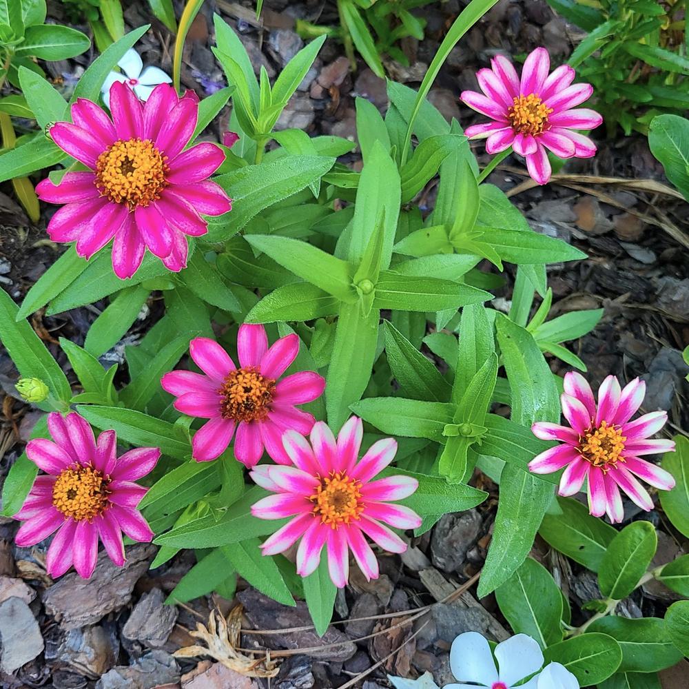 Photo of the bloom of Zinnia 'Profusion Cherry Bicolor' posted by ...