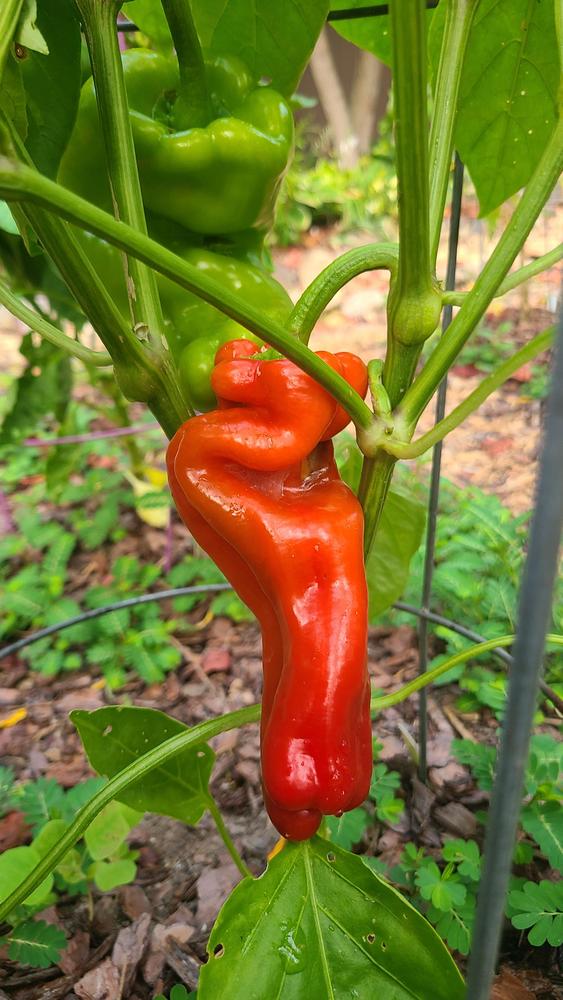 Photo of the fruit of Sweet Pepper (Capsicum annuum 'Doux d'Espagne ...
