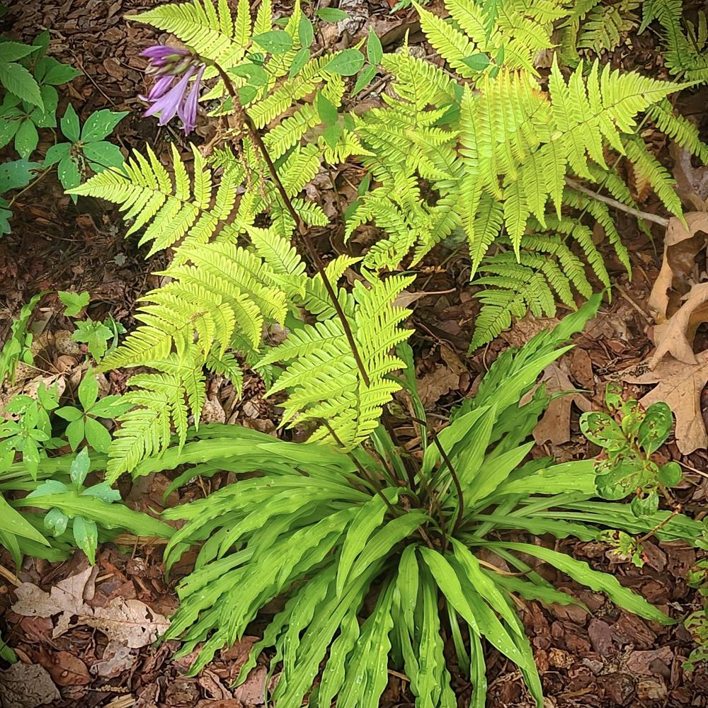 Photo of the entire plant of Hosta 'Party Streamers' posted by LoriMT ...