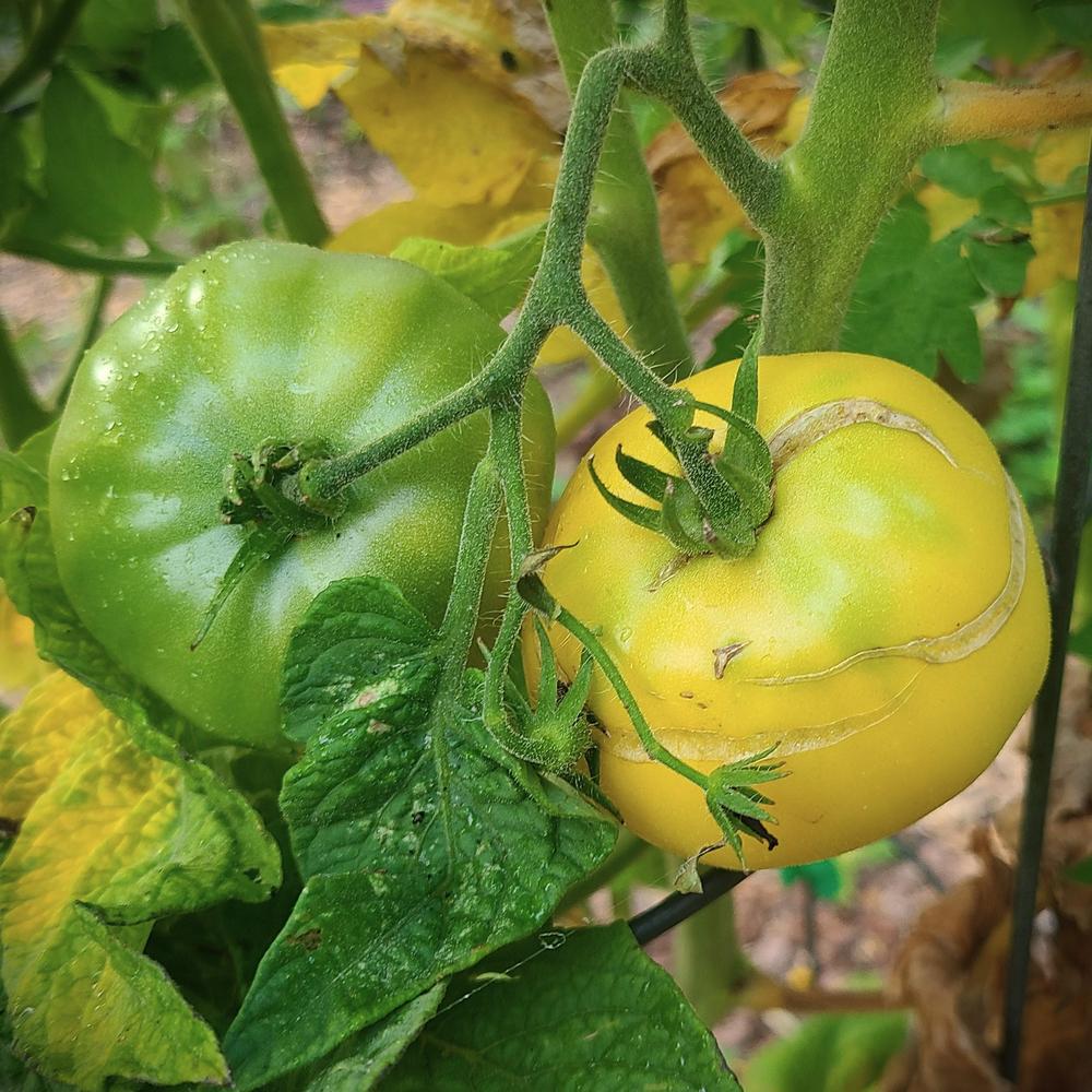 Photo of the fruit of Tomato (Solanum lycopersicum 'Summer Sweet Gold ...