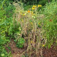 Photo of the entire plant of Tomato (Solanum lycopersicum 'Sunset Torch ...