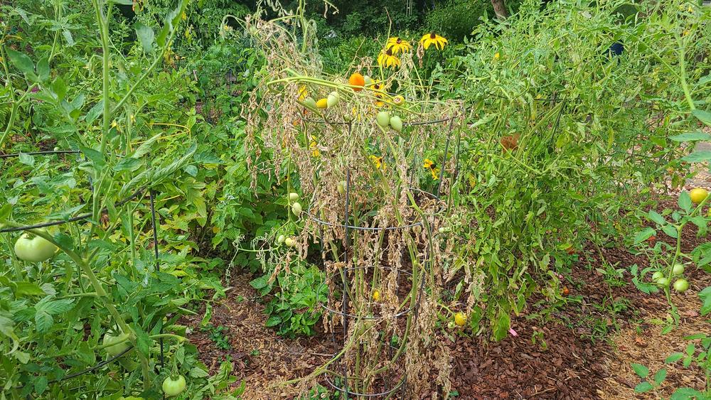 Photo of the entire plant of Tomato (Solanum lycopersicum 'Sunset Torch ...