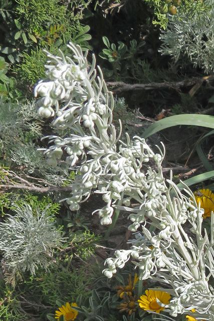 Photo of the closeup of buds, sepals and receptacles of Tree Wormwood ...
