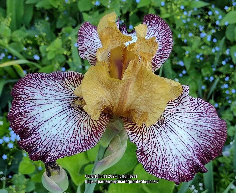 Photo of the bloom of Tall Bearded Iris (Iris 'Tennessee Woman') posted ...