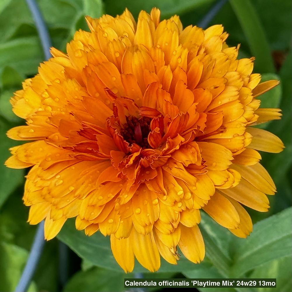 Photo of the bloom of Pot Marigold (Calendula officinalis 'Playtime Mix ...