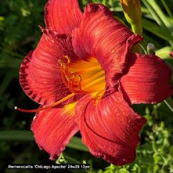 Daylily (Hemerocallis 'Chicago Apache') in the Daylilies Database ...