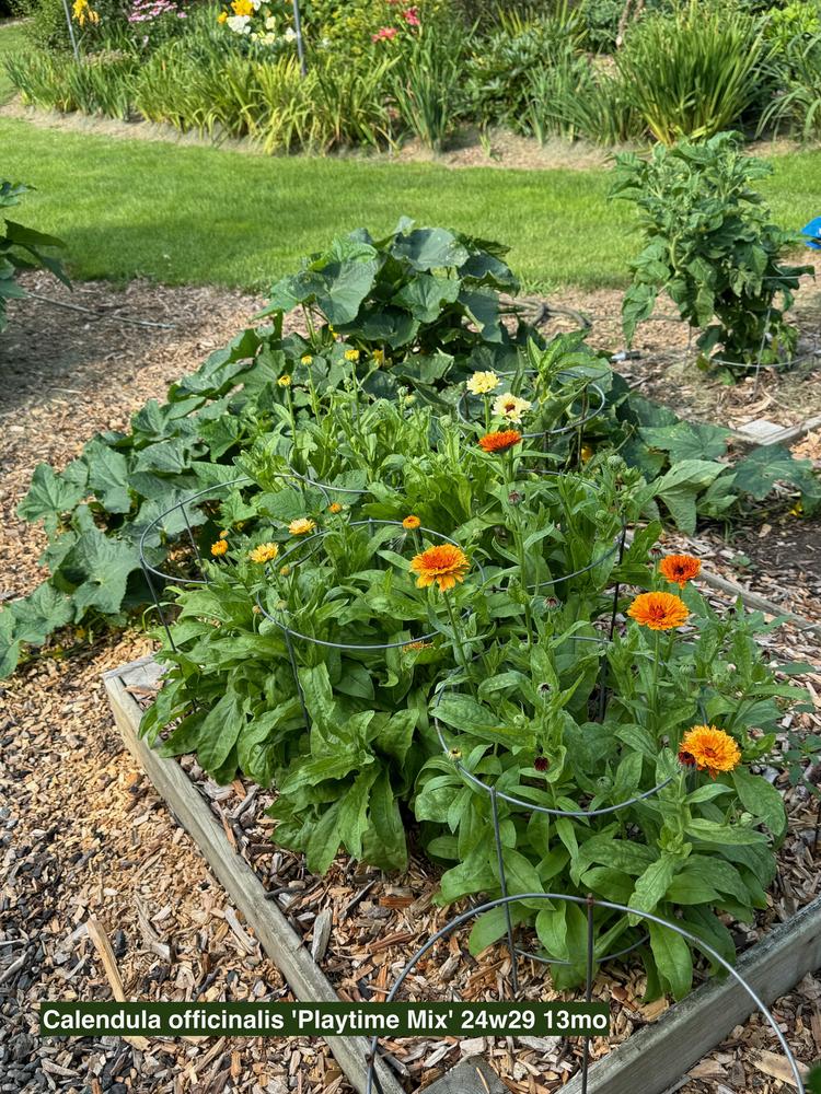 Photo of the entire plant of Pot Marigold (Calendula officinalis ...