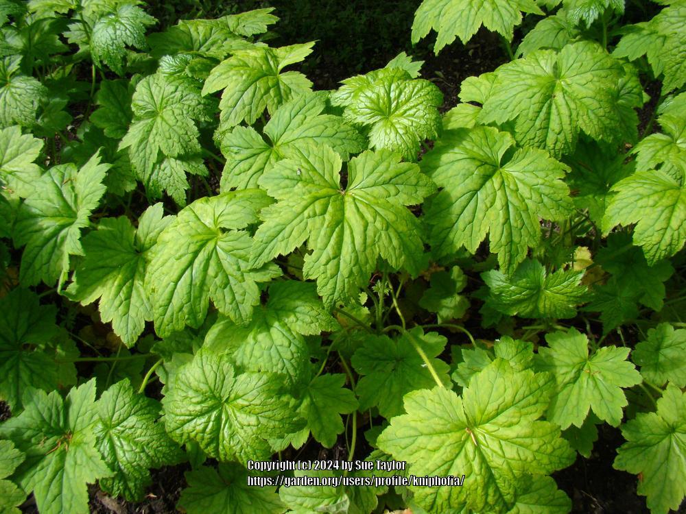 Photo of the leaves of Maple Leaf Alumroot (Heuchera 'Chantilly ...