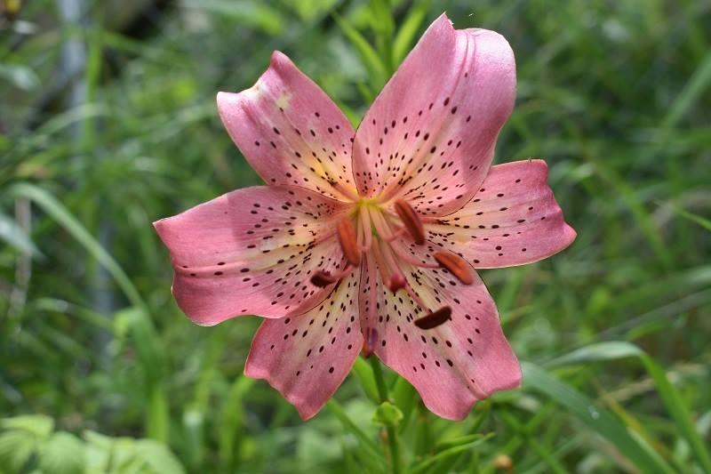 Photo of the bloom of Lily (Lilium 'Iowa Rose') posted by pixie62560 ...