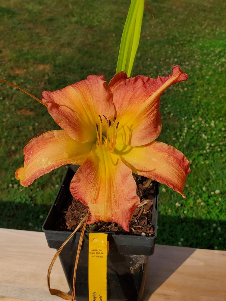 Daylily (Hemerocallis 'Rangerette Revels') in the Daylilies Database ...