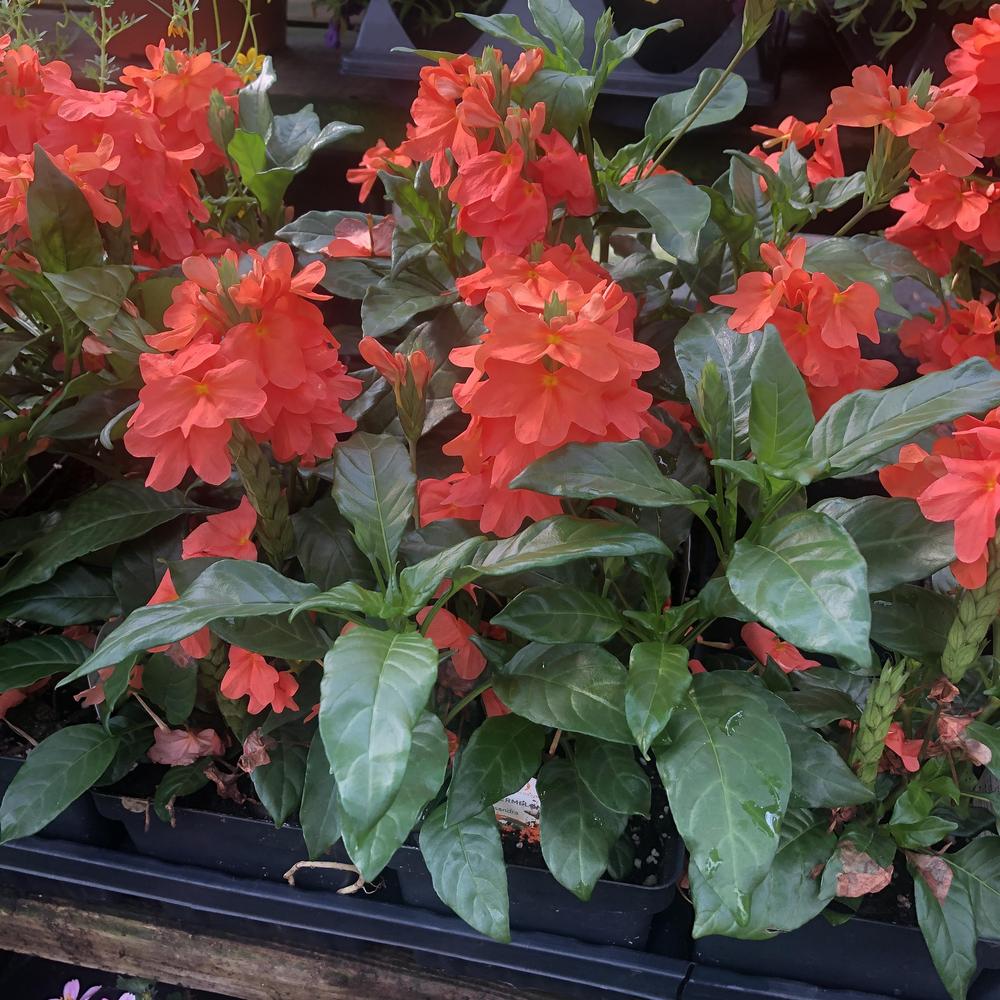 Crossandra 'Watermelon' - Garden.org
