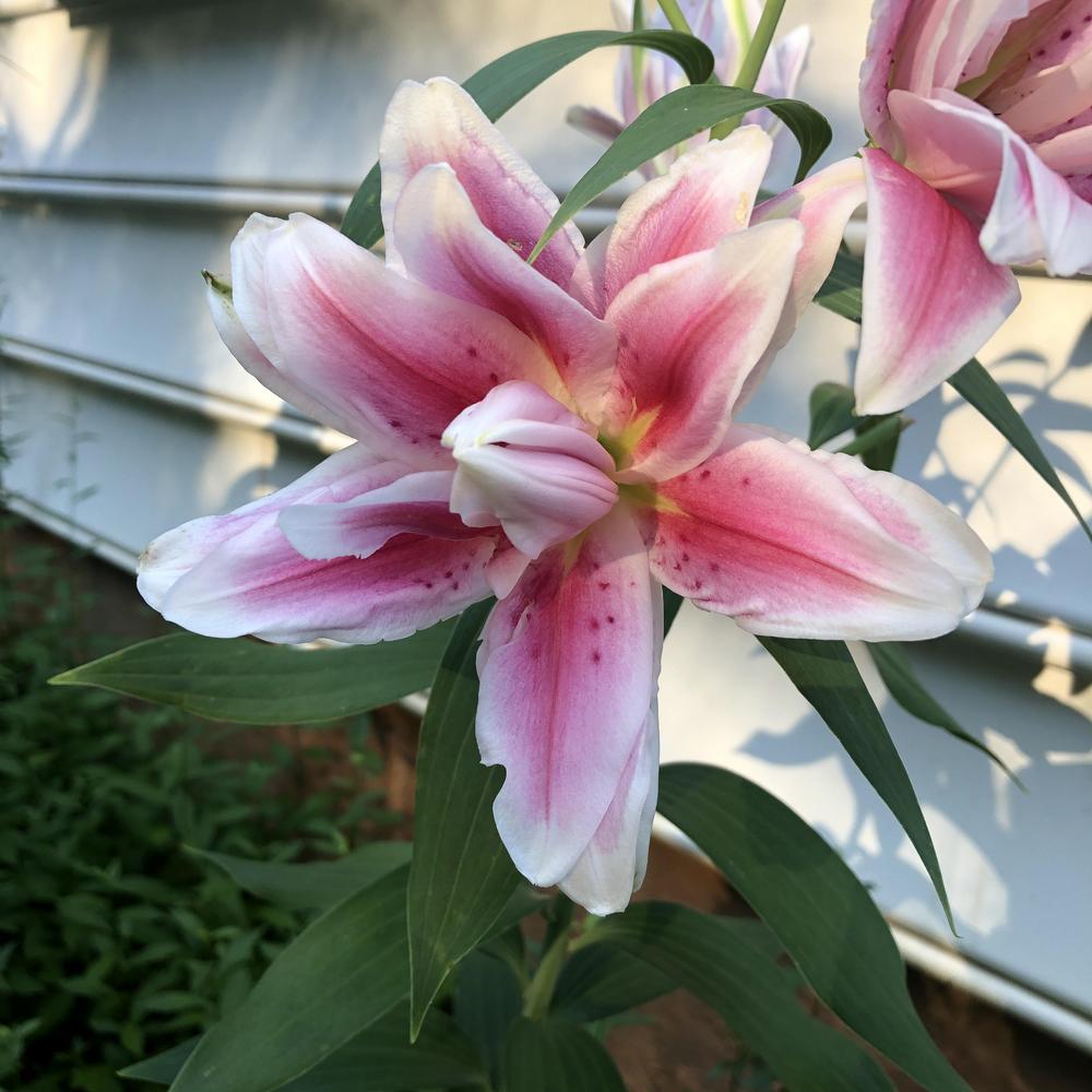 Lily (Lilium Roselily Mikaela) in the Lilies Database - Garden.org