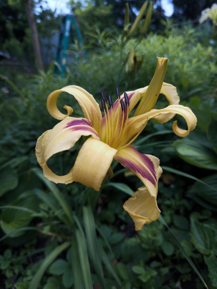 Daylily (Hemerocallis 'Watchyl Digital Spider') in the Daylilies ...