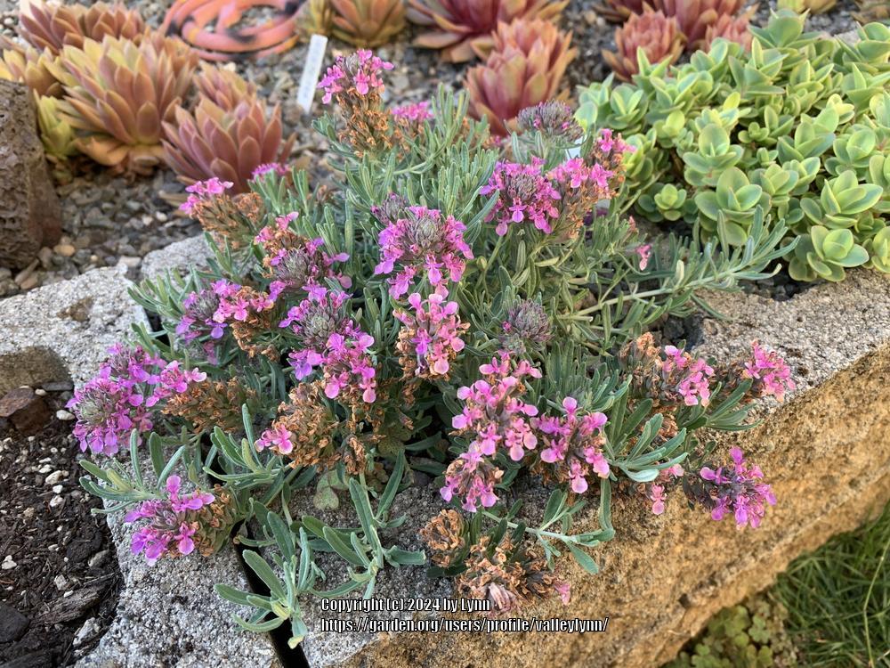 Photo of the entire plant of Gray Creeping Germander (Teucrium aroanium ...