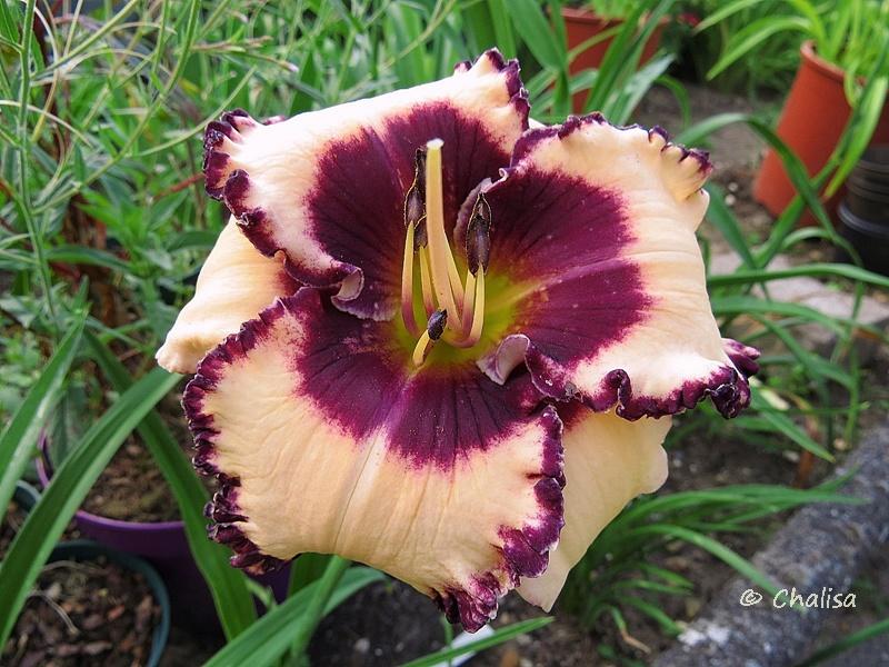 Photo of the bloom of Daylily (Hemerocallis 'Picotee Rippled Ruffles ...