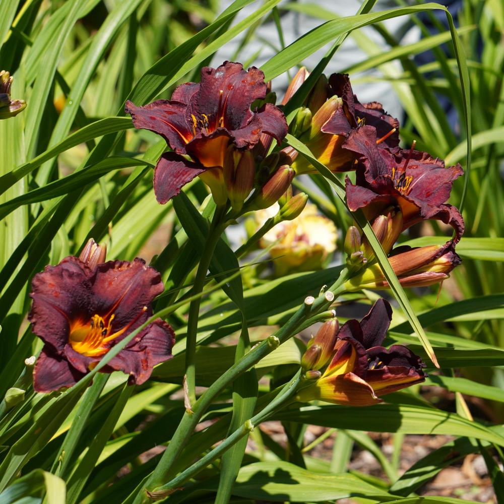 Photo of the entire plant of Daylily (Hemerocallis 'Sir Modred') posted by D3LL - Garden.org