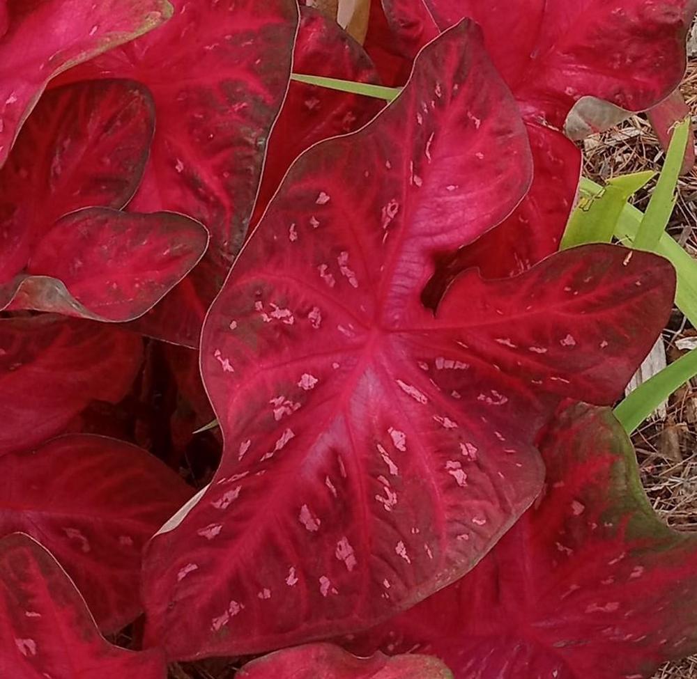 Photo of the leaves of Fancy-leaf Caladium (Caladium 'Red Flash ...