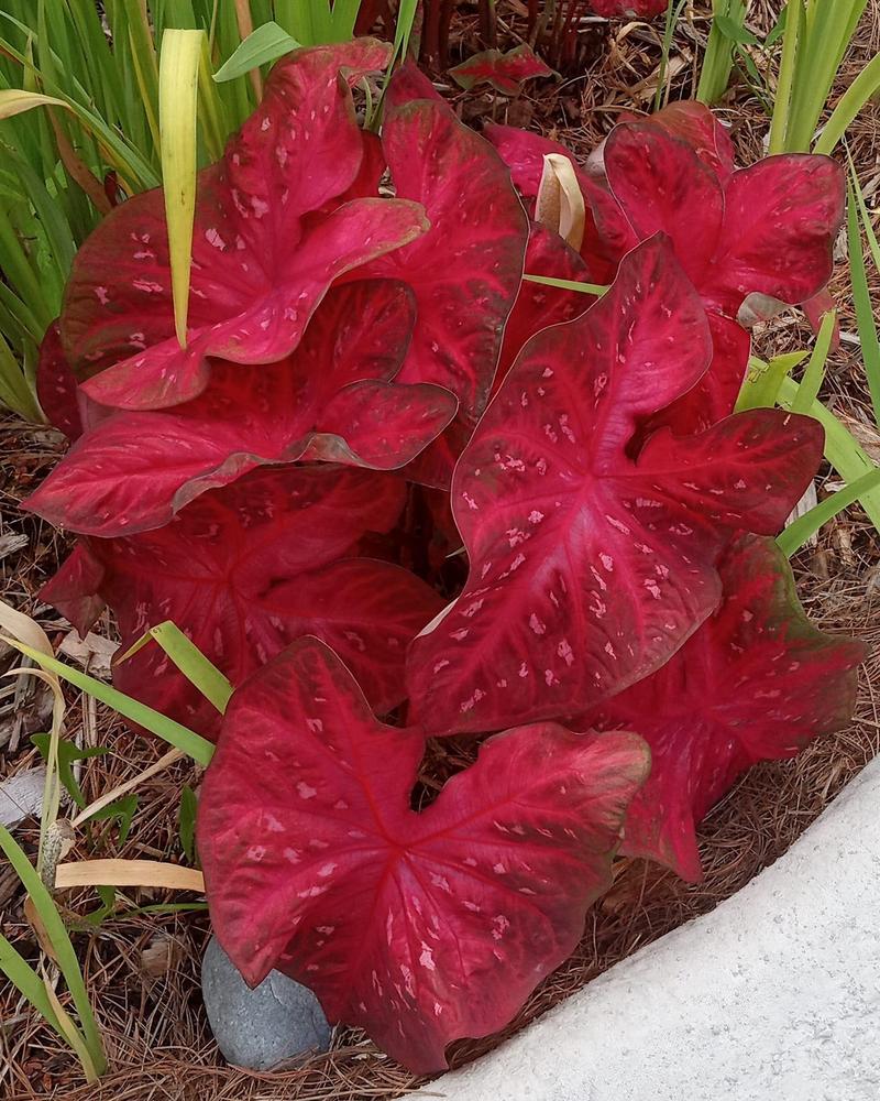 Photo of the entire plant of Fancy-leaf Caladium (Caladium 'Red Flash ...