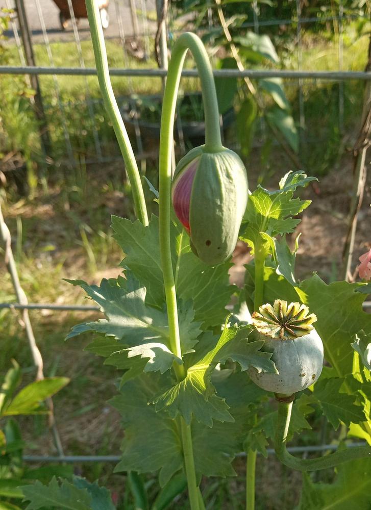 Photo of the seed pods or heads of Peony Poppy (Papaver somniferum ...