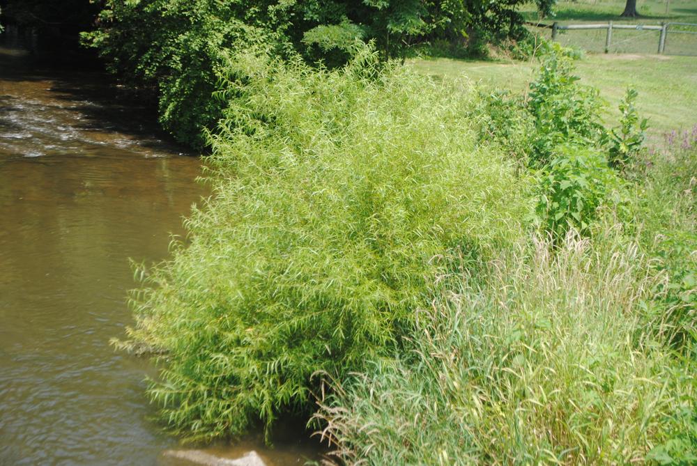 Photo of the entire plant of Sand-Bar Willow (Salix interior) posted by ...