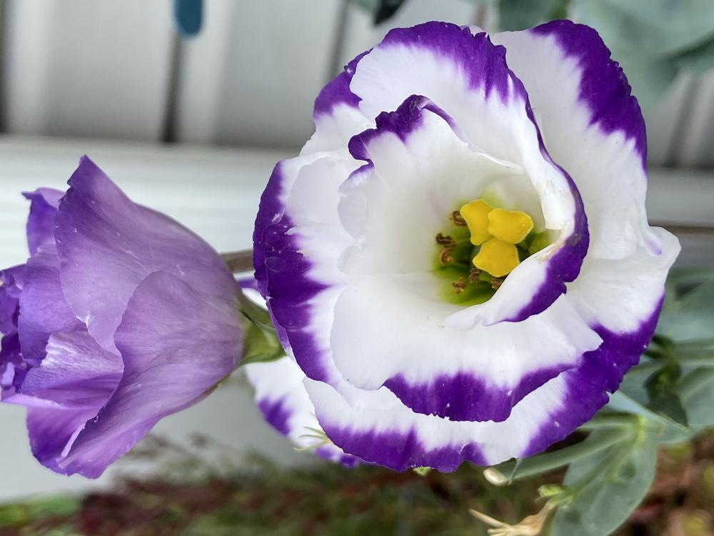 Photo of the bloom of Lisianthus (Eustoma russellianum ABC™ 2 Blue Rim ...
