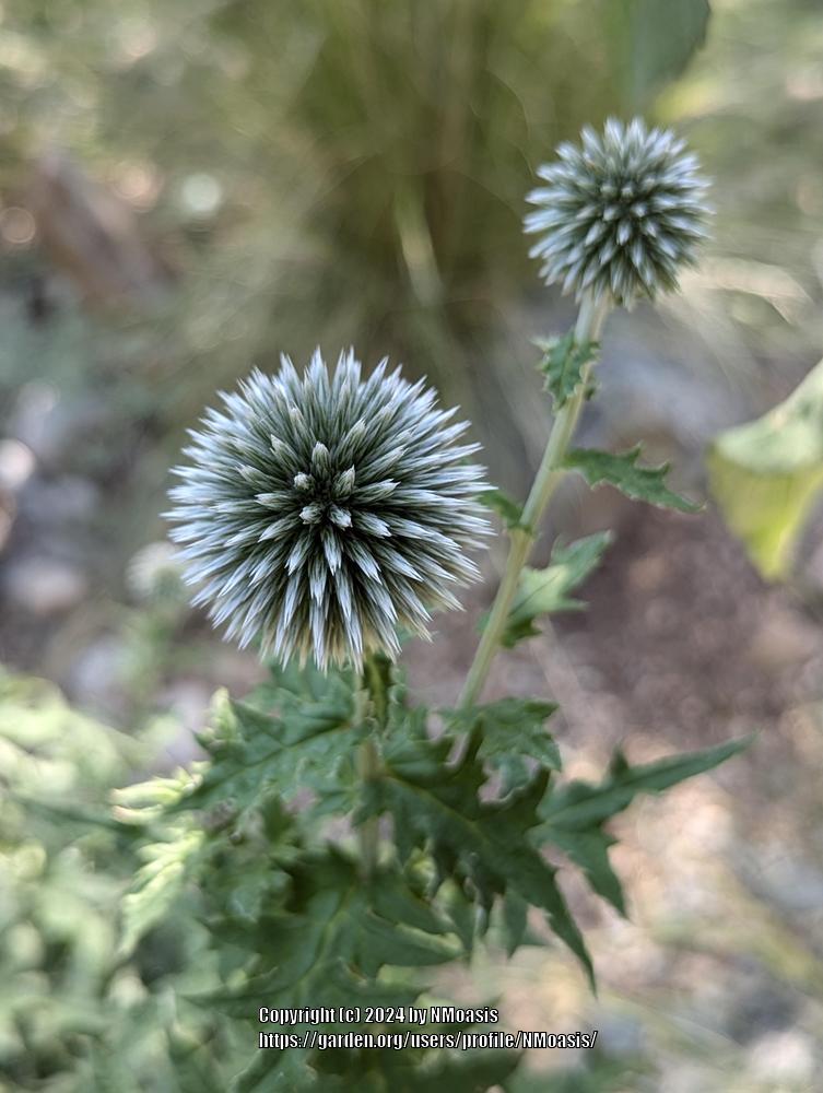 Photo of the bloom of Globe Thistle (Echinops bannaticus 'Star Frost ...