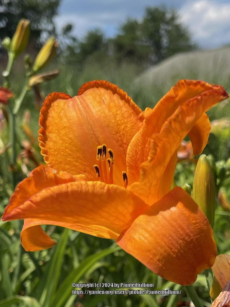 Photo of the bloom of Daylily (Hemerocallis 'Mauna Loa') posted by ...