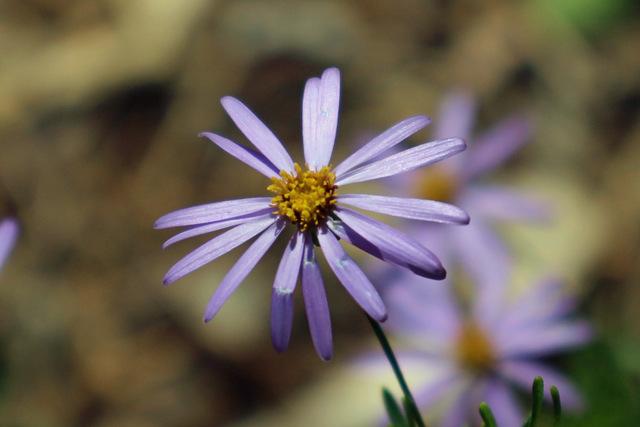 Fine-leaved Felicia (Felicia filifolia) in the Asters Database - Garden.org
