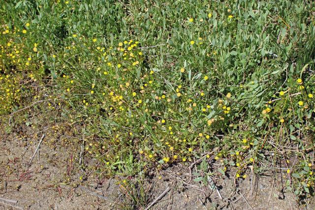 Photo of the entire plant of Common Brass Buttons (Cotula coronopifolia ...
