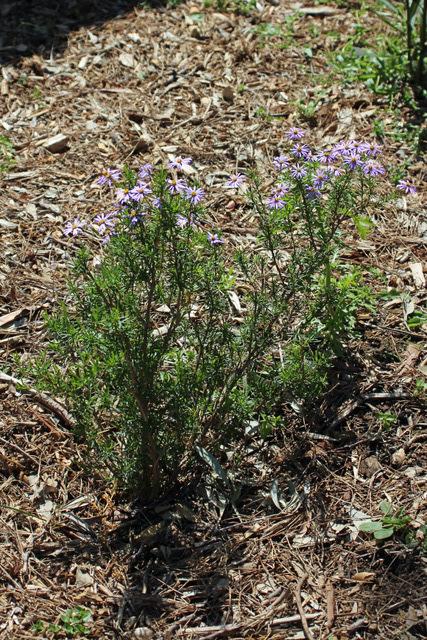 Photo of the entire plant of Fine-leaved Felicia (Felicia filifolia ...