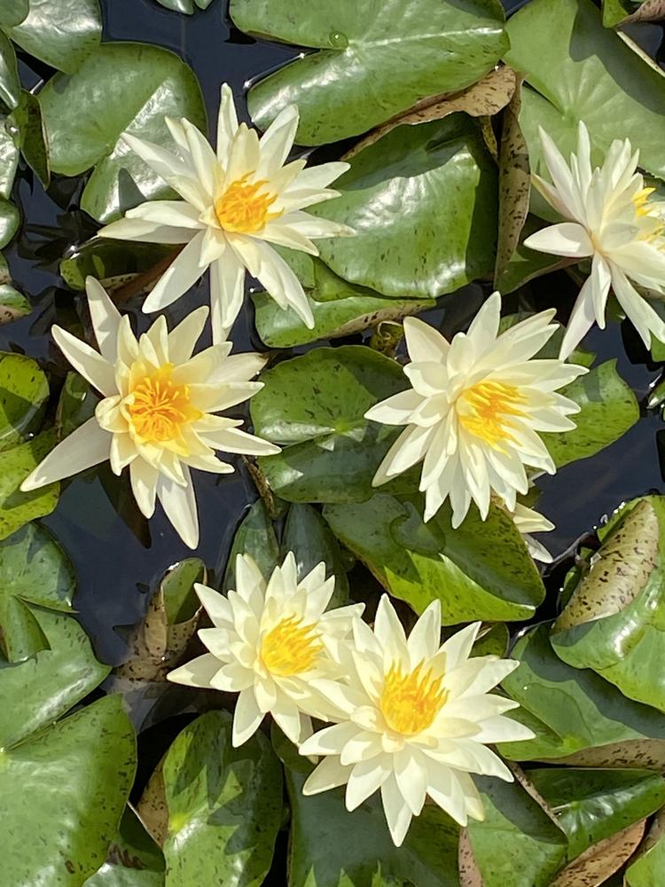 Photo of the bloom of Hardy Water Lily (Nymphaea 'Sioux') posted by SL ...