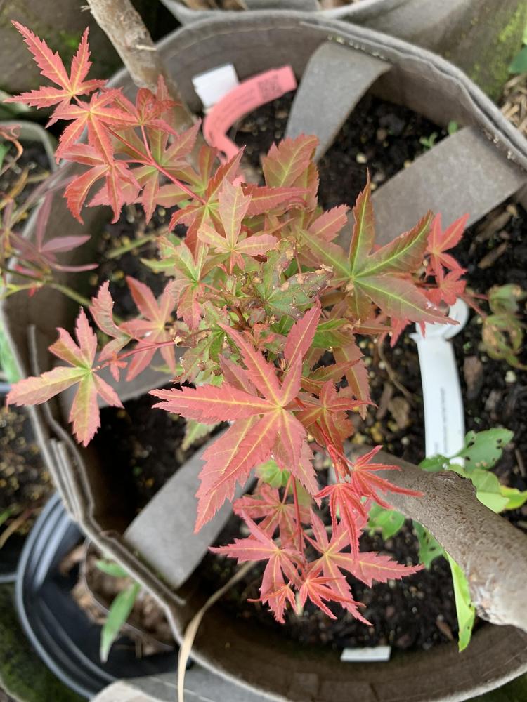 Photo of the leaves of Japanese Maple (Acer palmatum 'Phoenix') posted ...
