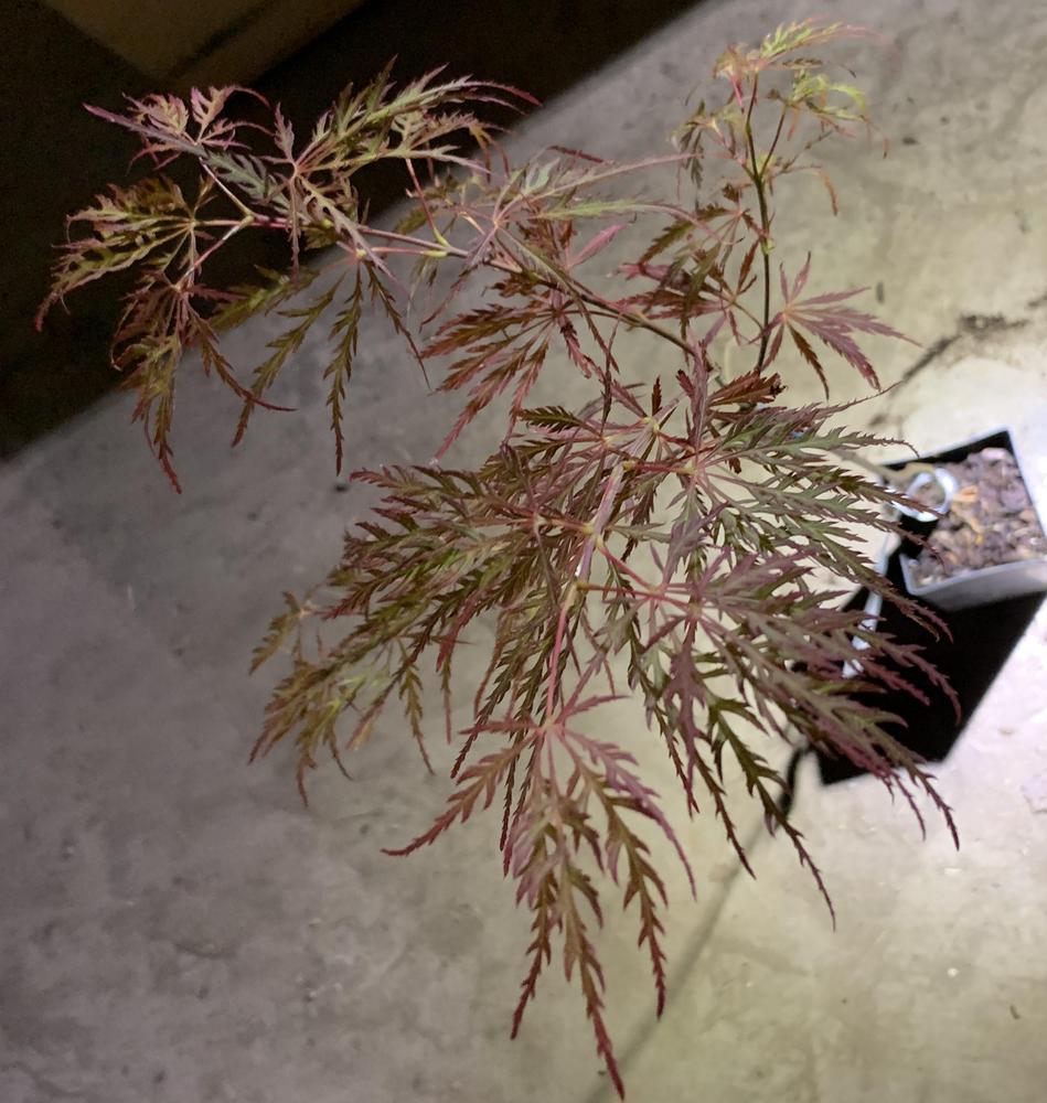 Photo of the leaves of Laceleaf Japanese Maple (Acer palmatum 'Lady ...