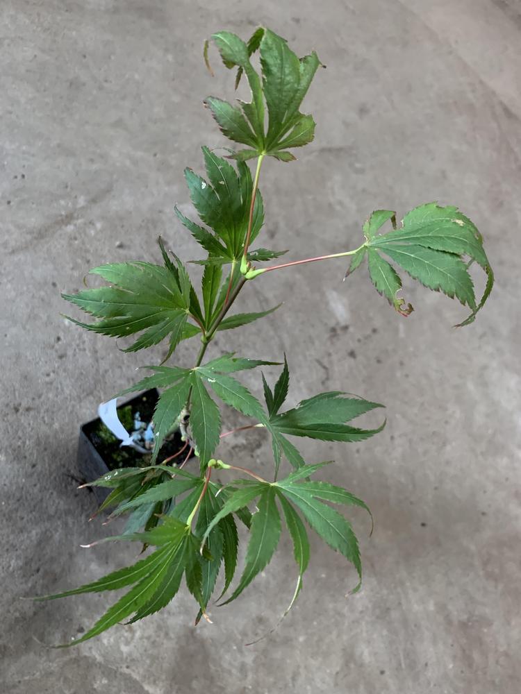 Photo of the seedling or young plant of Japanese Maple (Acer palmatum ...