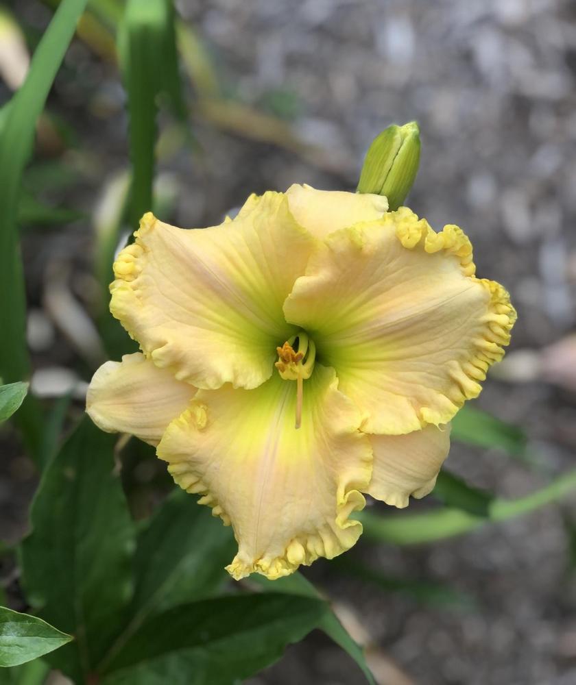 Photo of the bloom of Daylily (Hemerocallis 'Billy Pilgrim') posted by Trages - Garden.org