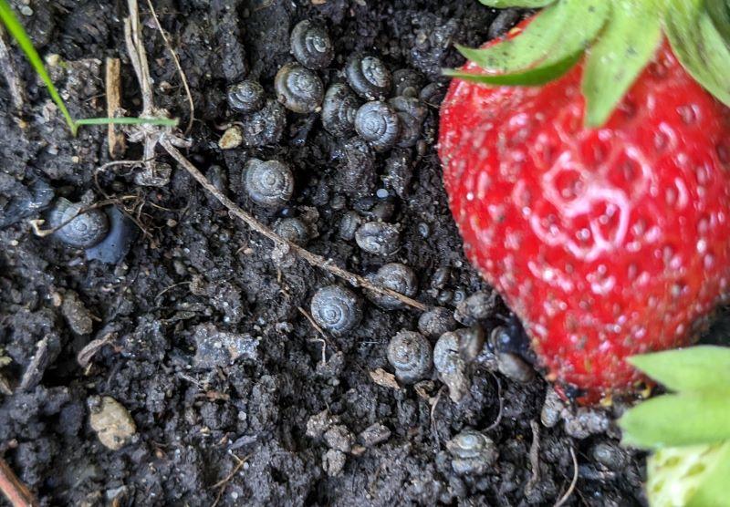 Get rid of tiny black snails in the Pests and Diseases forum - Garden.org