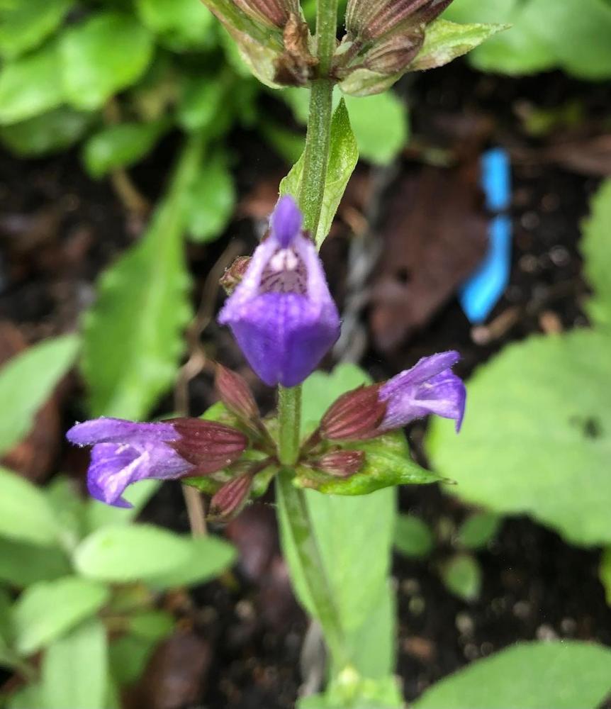 Photo of the bloom of Spanish Culinary Sage (Salvia officinalis subsp ...