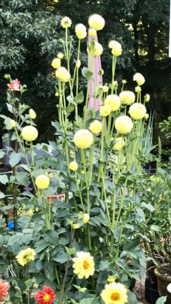 Photo of the entire plant of Dahlia 'Clearview Daniel' posted by ...