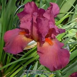 Tall Bearded Iris (Iris 'Lady Friend') in the Irises Database - Garden.org
