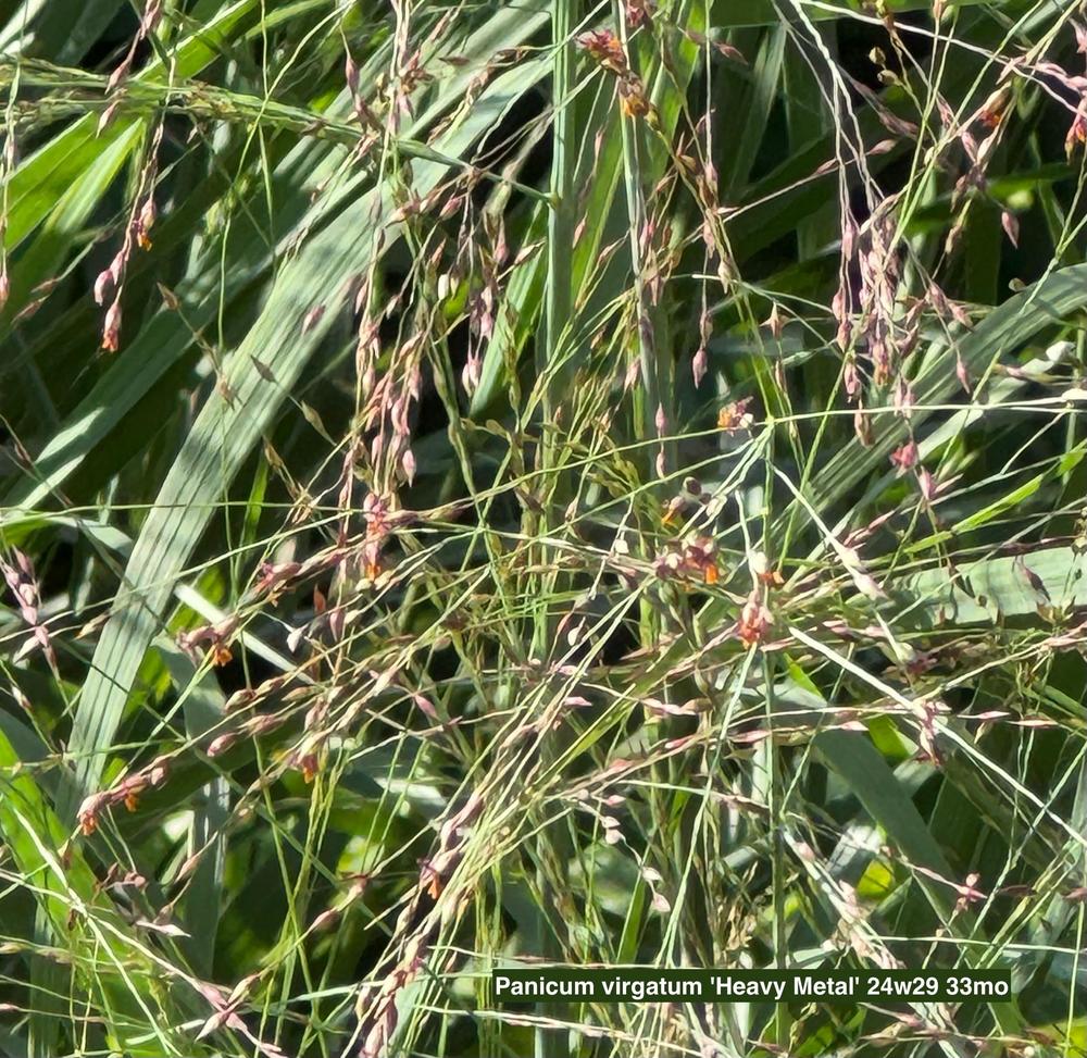 Photo of the bloom of Switch Grass (Panicum virgatum 'Heavy Metal ...