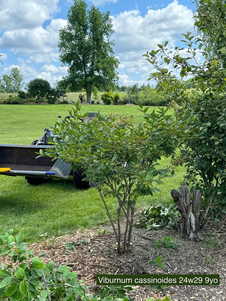 Photo of the entire plant of Witherod Viburnum (Viburnum nudum var ...