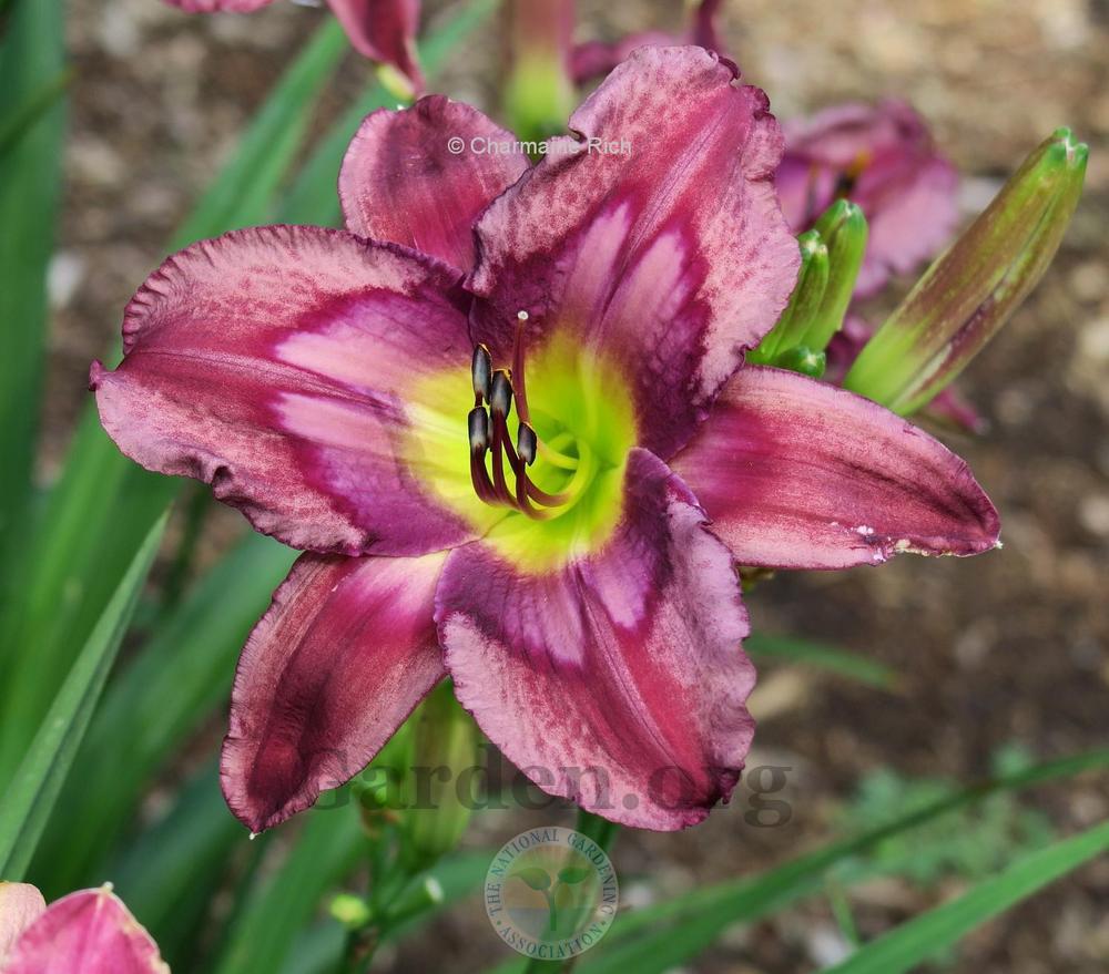 Photo of the bloom of Daylily (Hemerocallis 'In Taffeta Patterns ...