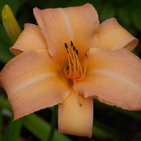 Photo of the bloom of Daylily (Hemerocallis 'Sun Singer') posted by ...