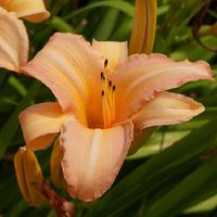 Photo of the bloom of Daylily (Hemerocallis 'Sun Singer') posted by ...