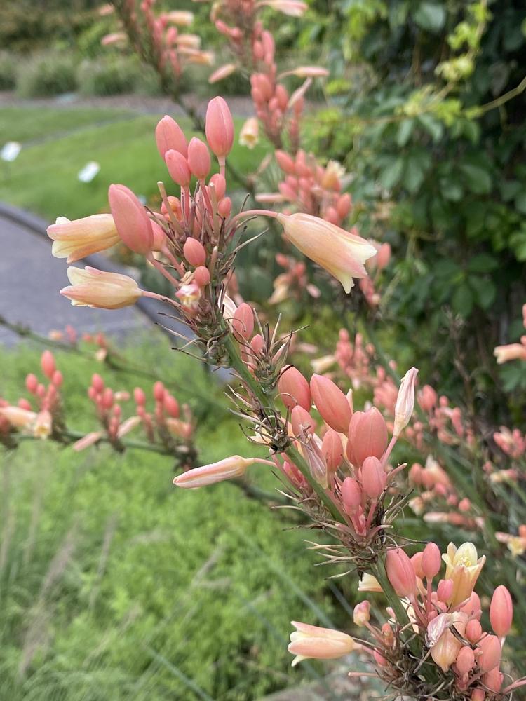 Photo of the bloom of Red Yucca (Hesperaloe parviflora 'Coral Glow ...