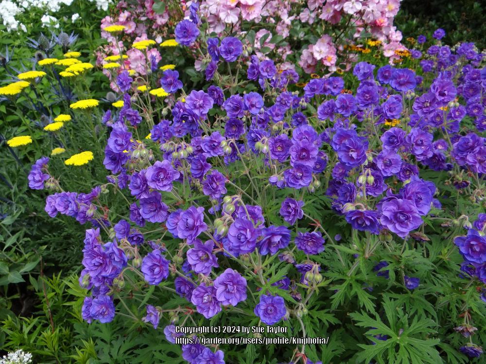 Photo of the bloom of Himalayan Geranium (Geranium himalayense 'Plenum ...