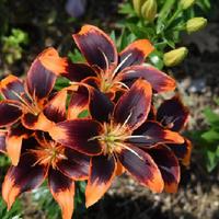 Photo of the bloom of Lily (Lilium 'Forever Susan') posted by ...