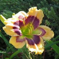 Photo of the bloom of Daylily (Hemerocallis 'Fancy Face') posted by Chalisa - Garden.org